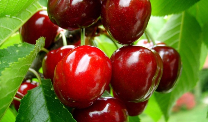 PARKLARA MEYVE AĞAÇLARI GELİYOR - Bolu Takip Gazetesi